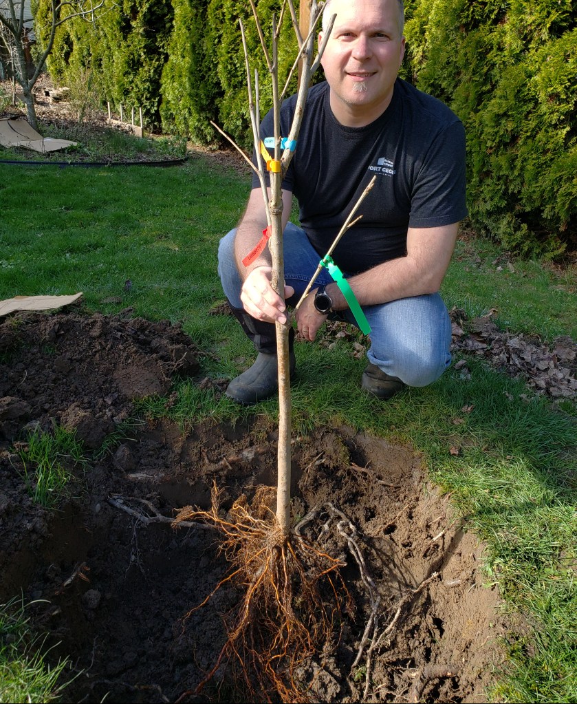 7 Common Mistakes Planting Trees – Second Breakfast Gardens