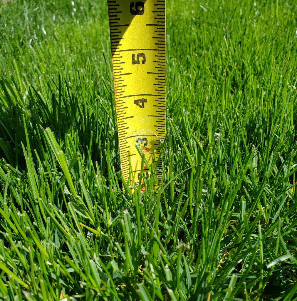 Turfgrass Growing Guide – Second Breakfast Gardens